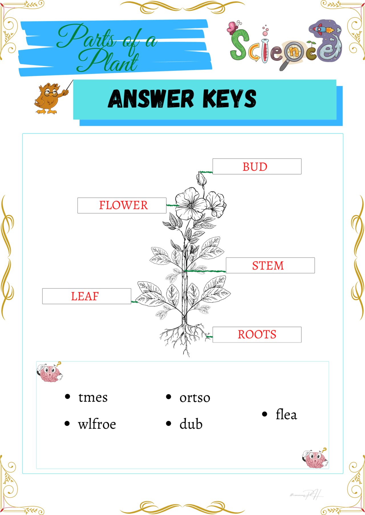 Grade 1 Science Worksheets | Parts and Cycle of Plants